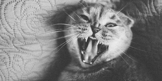 [GUIA] 5 Tipos de miado de gato: como identificar? Veja os significados