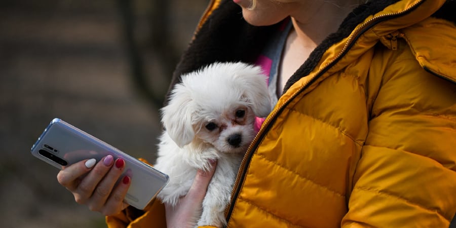 Instagram para cachorros: exemplos e dicas pra fazer sucesso