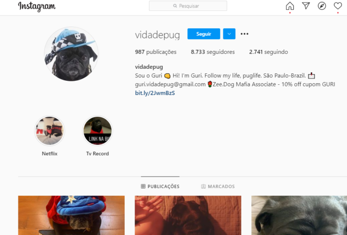 Instagram para cachorros: exemplos e dicas pra fazer sucesso