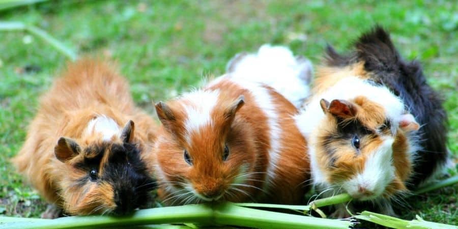 Hamster ou porquinho da índia? Semelhanças e diferenças